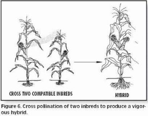 Chapter 2: Breeding Corn for Silage - Farmwest
